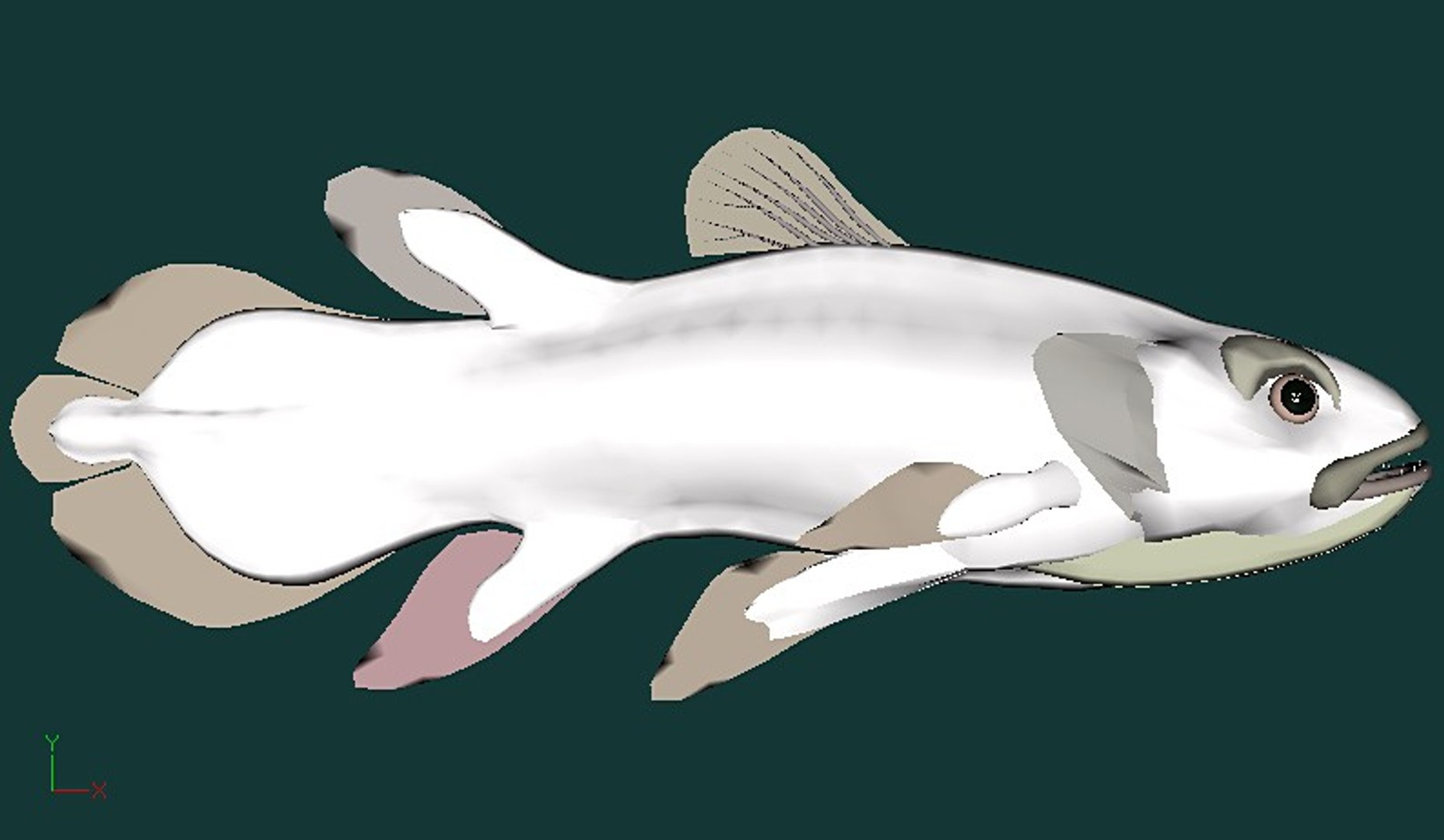 3ds coelacanth living fossil fish