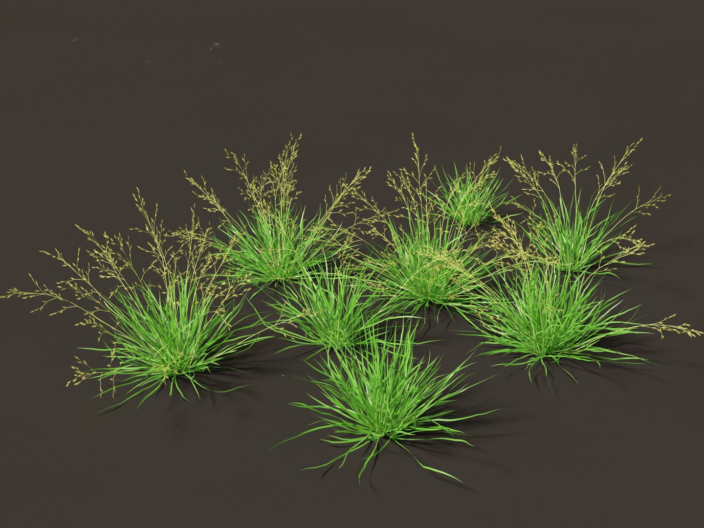 Poa Annua - Annual Meadow Grass 3D Model - TurboSquid 2126634