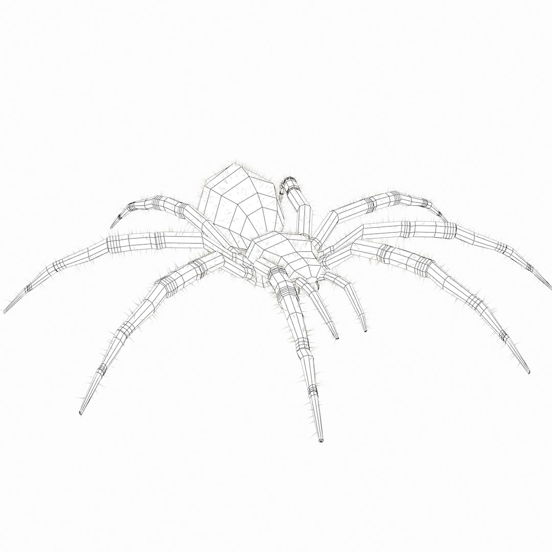 3d Model Wolf Spider