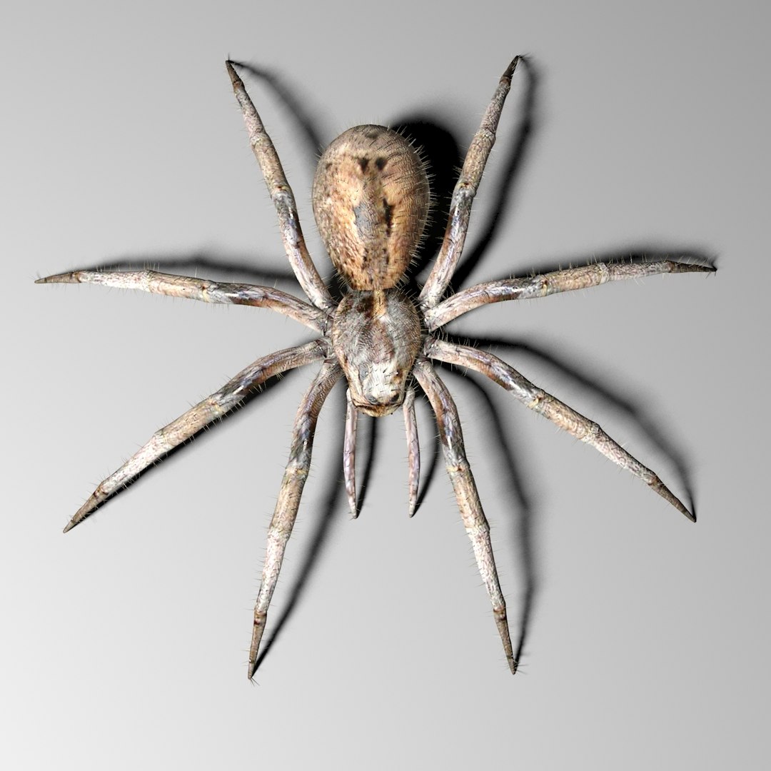 3d Model Wolf Spider