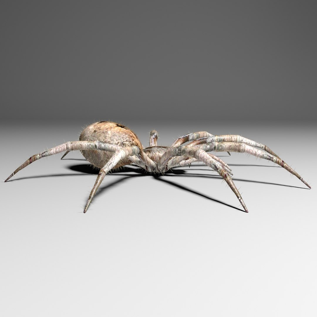 3d Model Wolf Spider