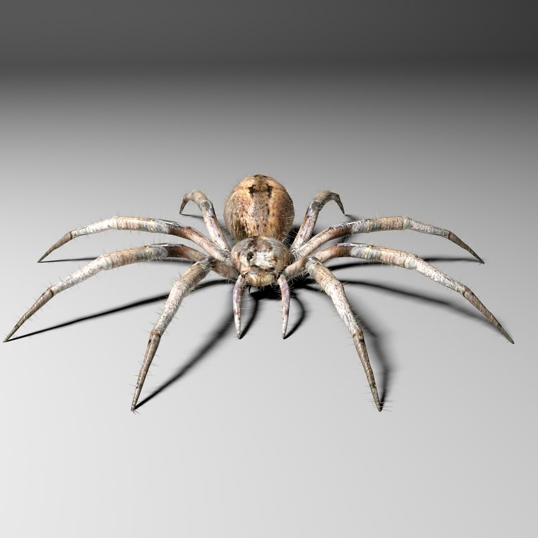3d Model Wolf Spider