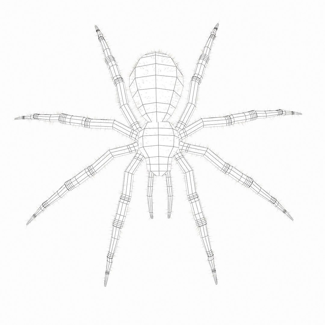 3d Model Wolf Spider
