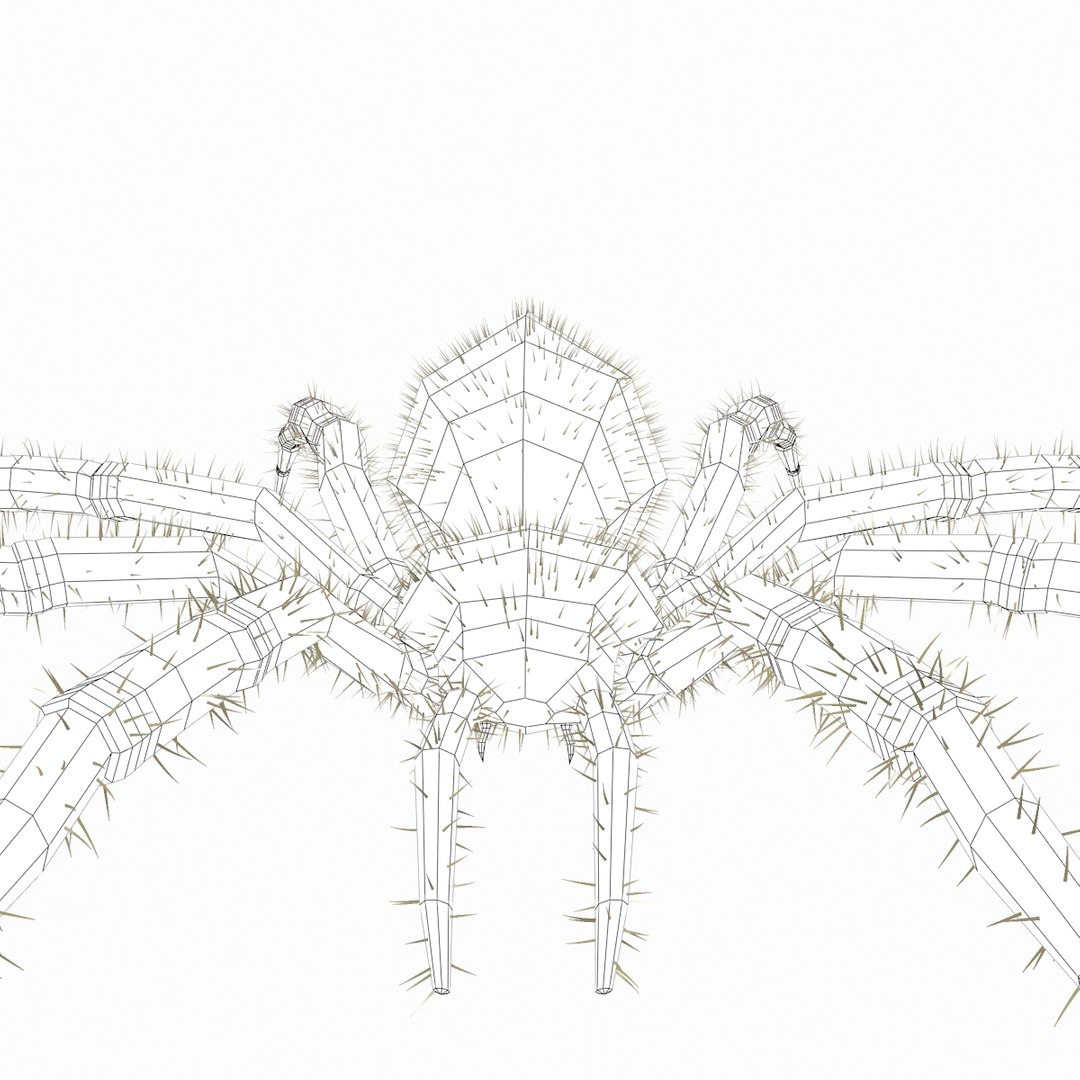 3d Model Wolf Spider
