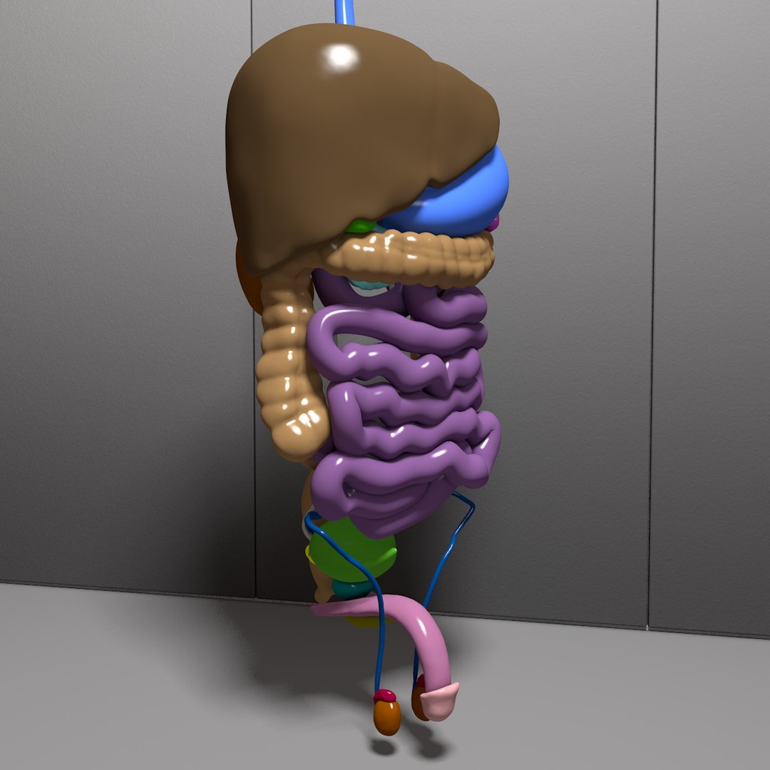 human abdominal organs 3d model