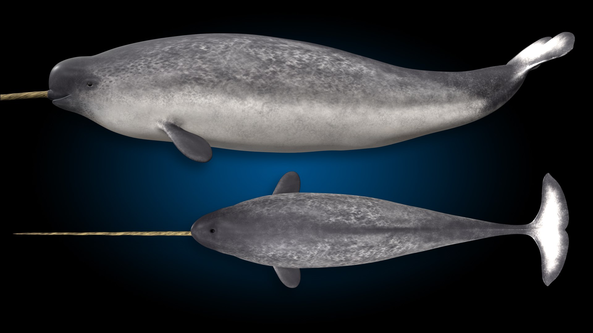 Narwhal 3D model - TurboSquid 2175906