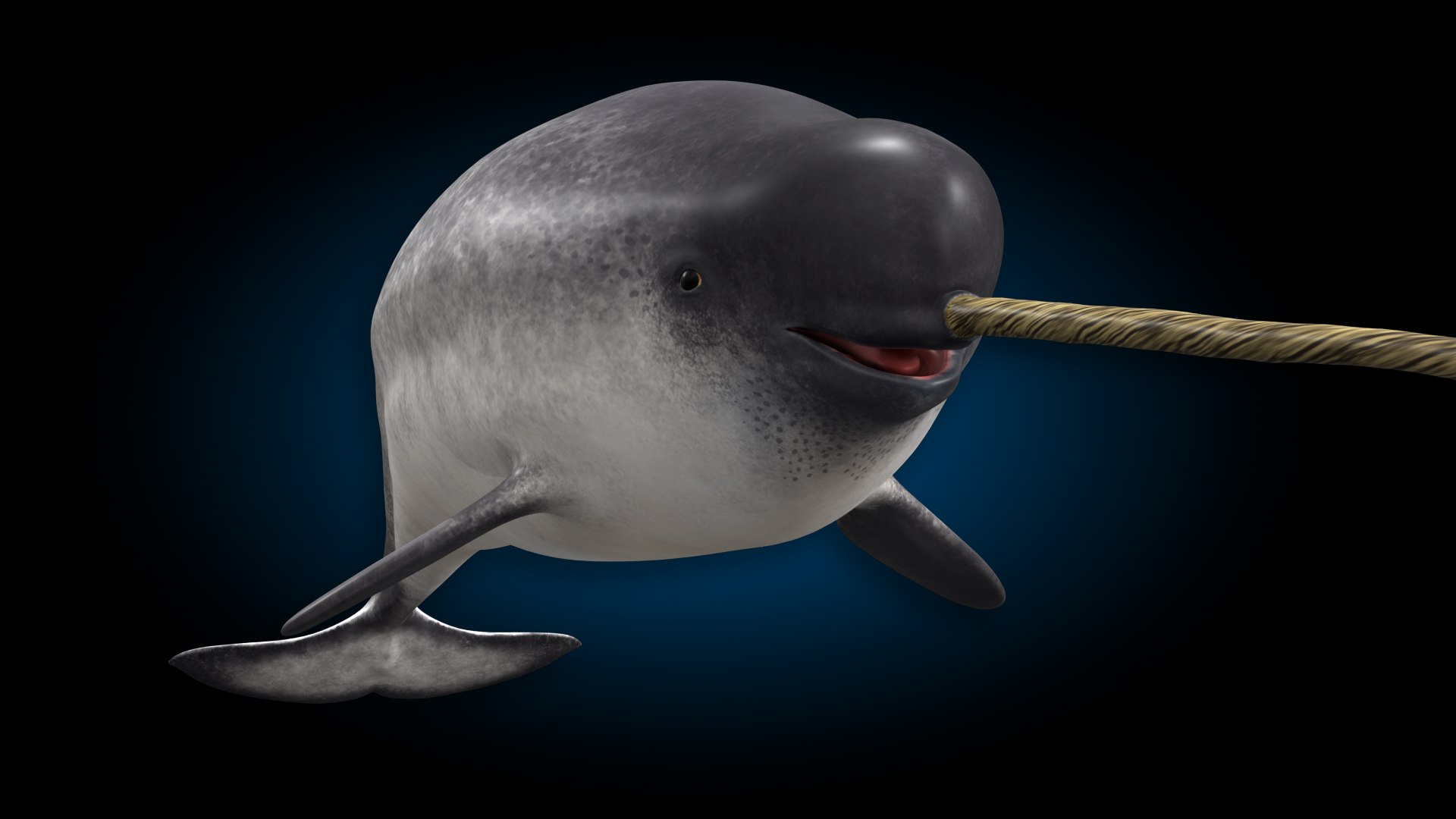 Narwhal 3D model - TurboSquid 2175906
