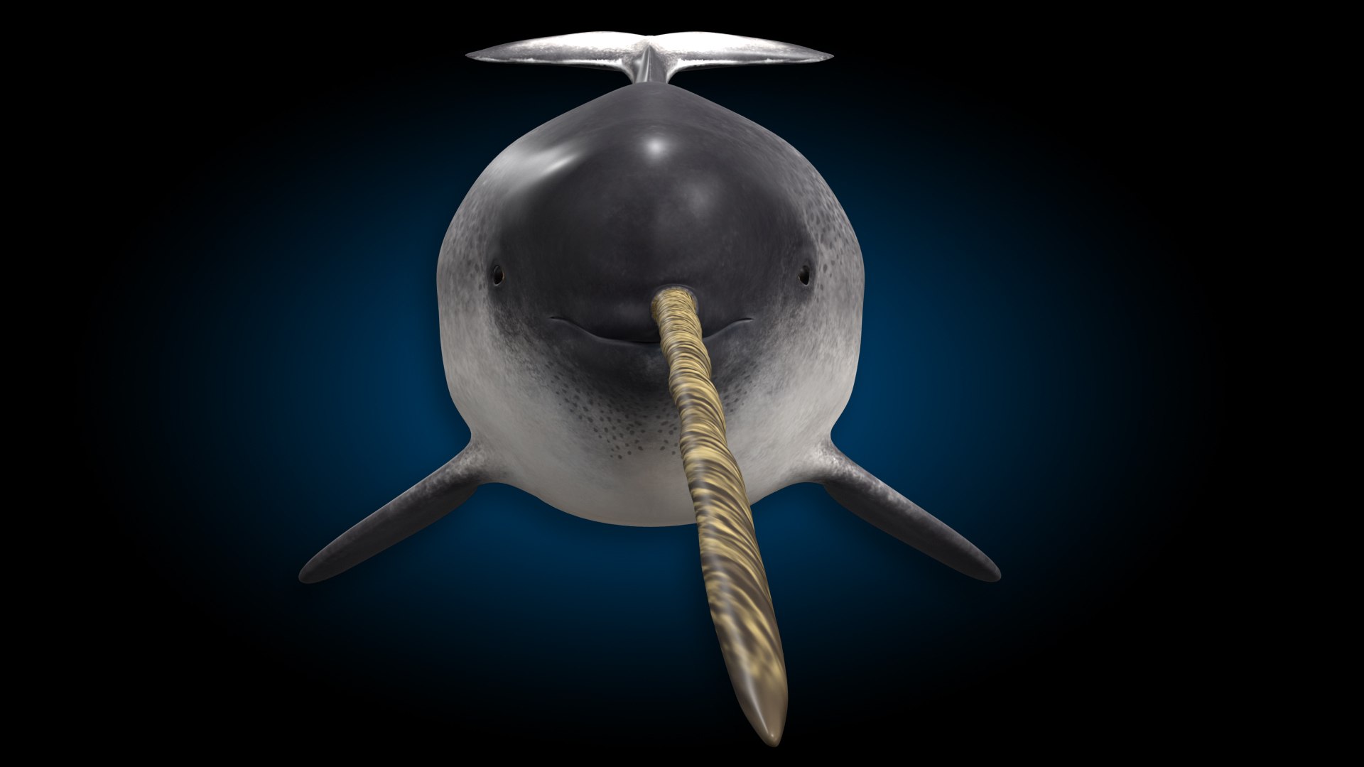 Narwhal 3D model - TurboSquid 2175906