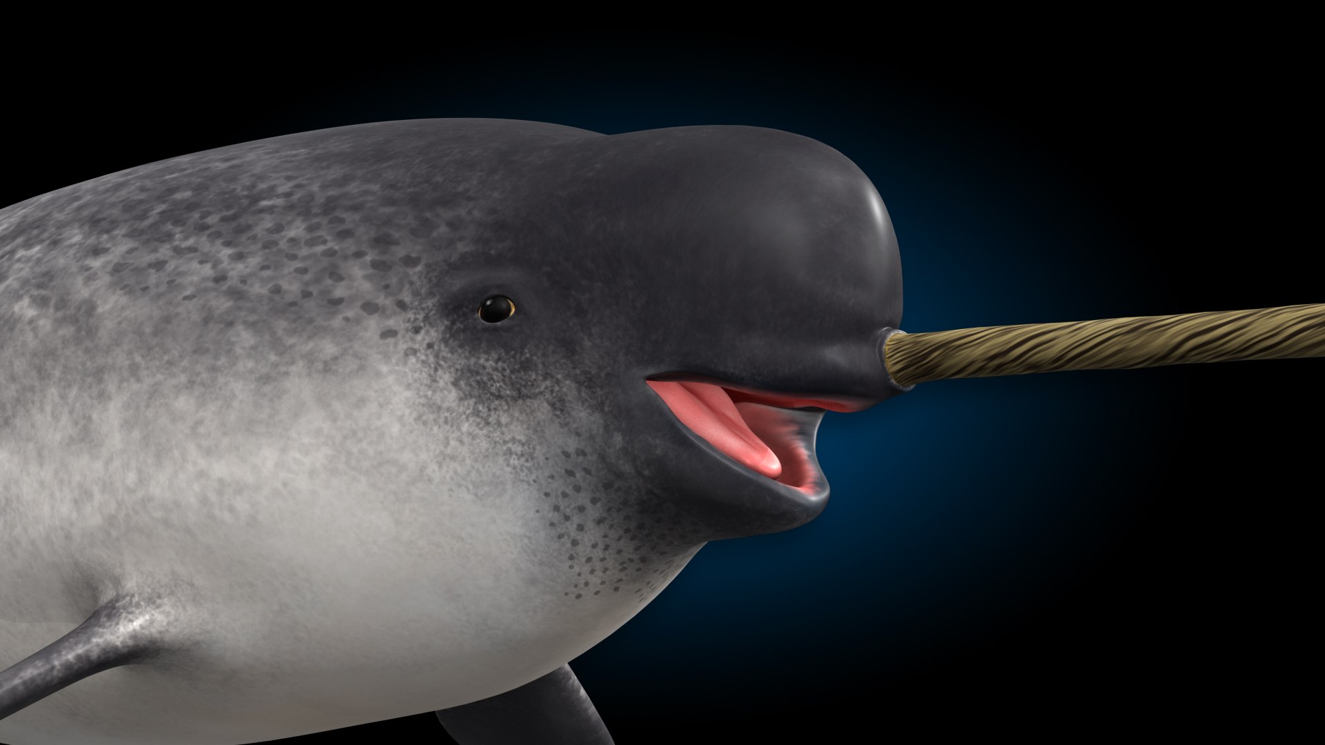 Narwhal 3D model - TurboSquid 2175906