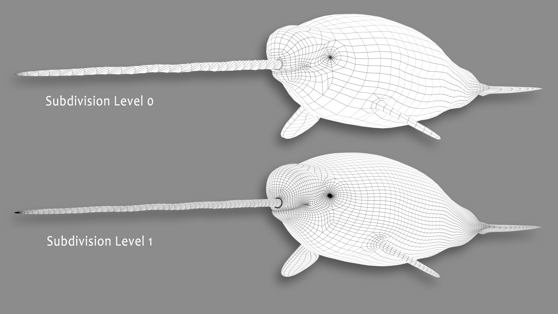 Narwhal 3D model - TurboSquid 2175906