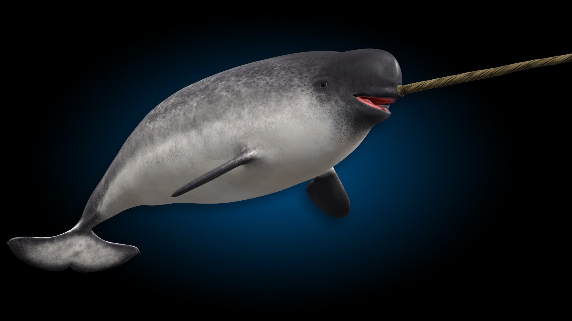Narwhal 3D model - TurboSquid 2175906