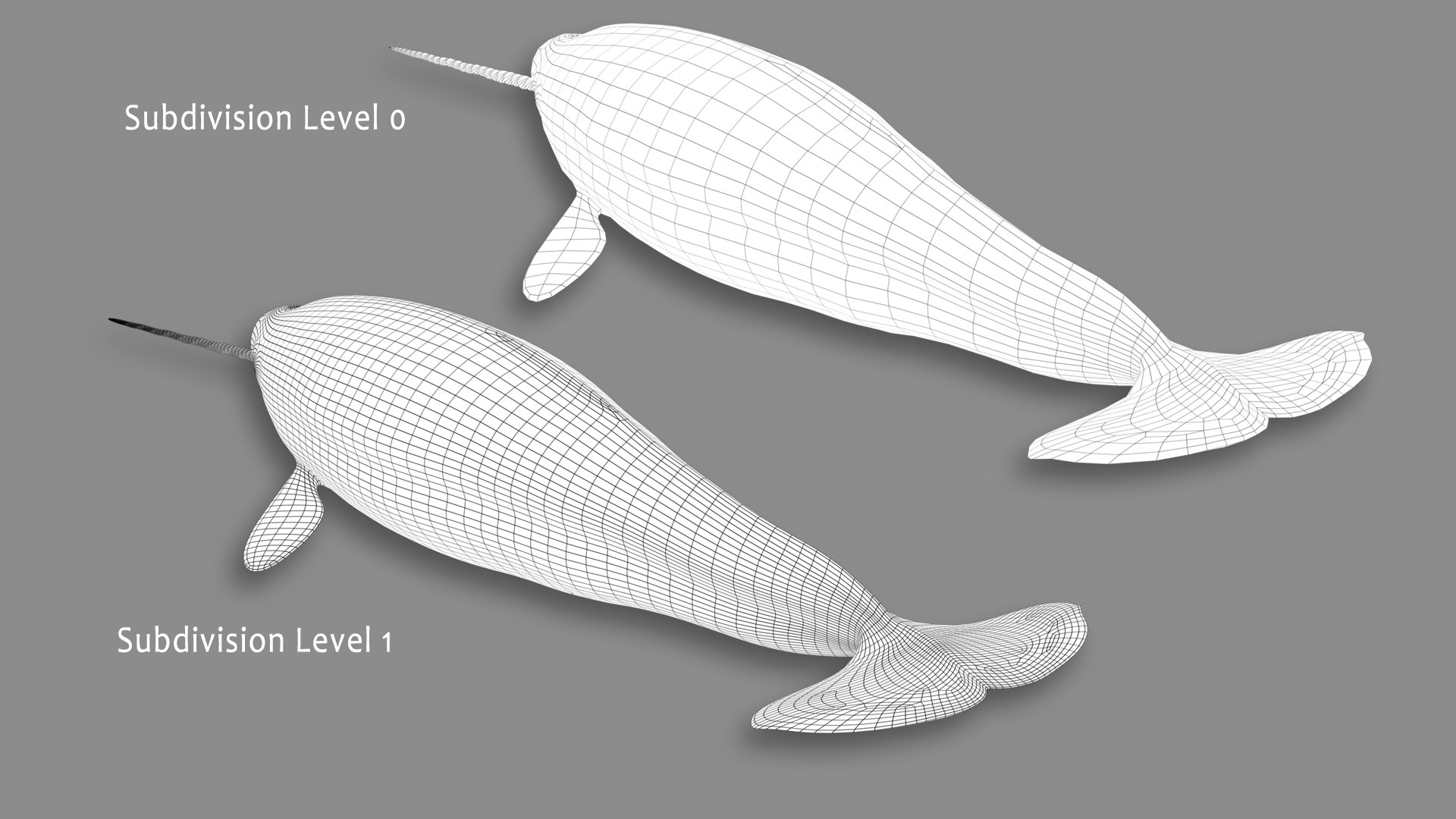 Narwhal 3D model - TurboSquid 2175906