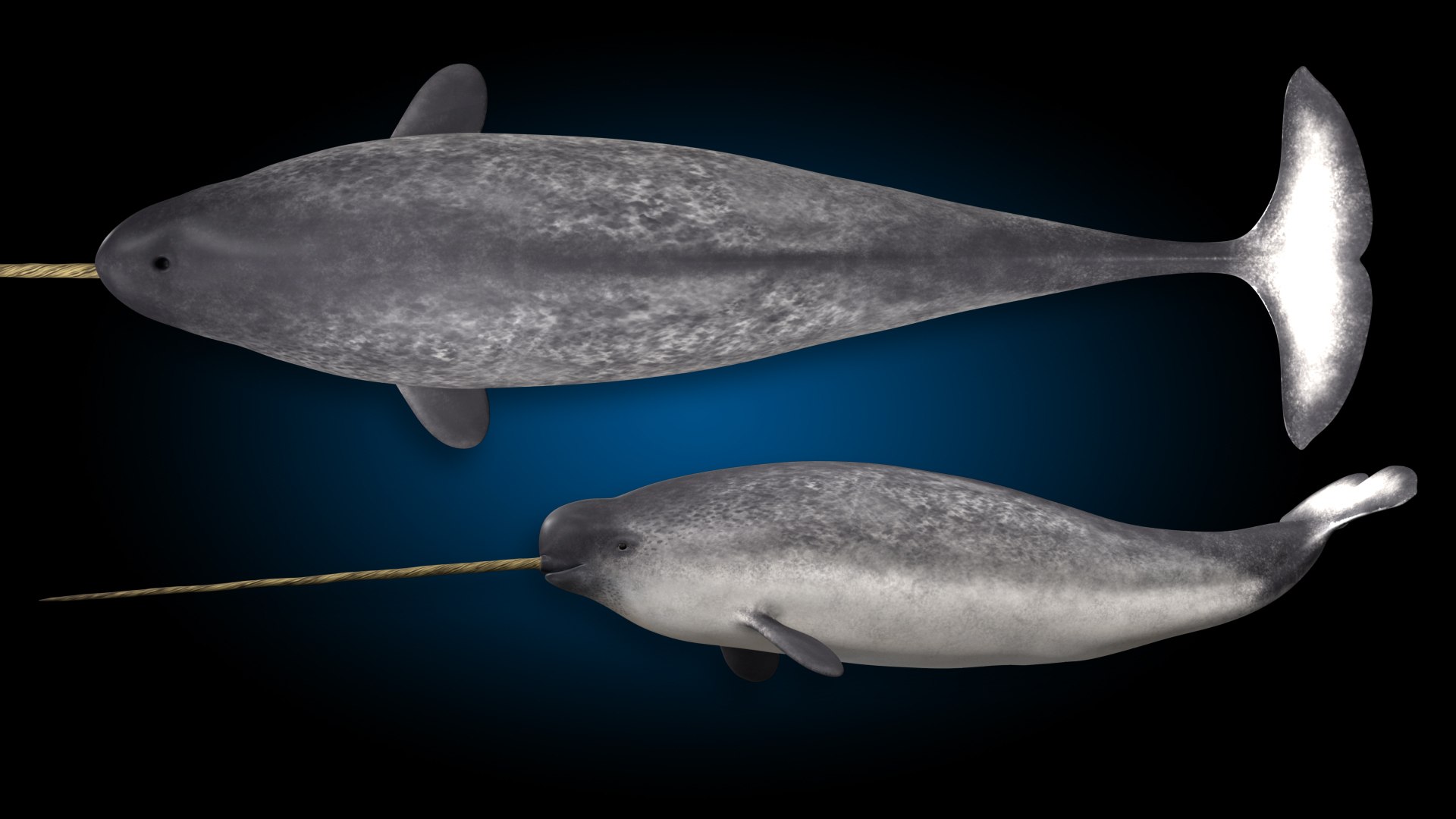 Narwhal 3D model - TurboSquid 2175906