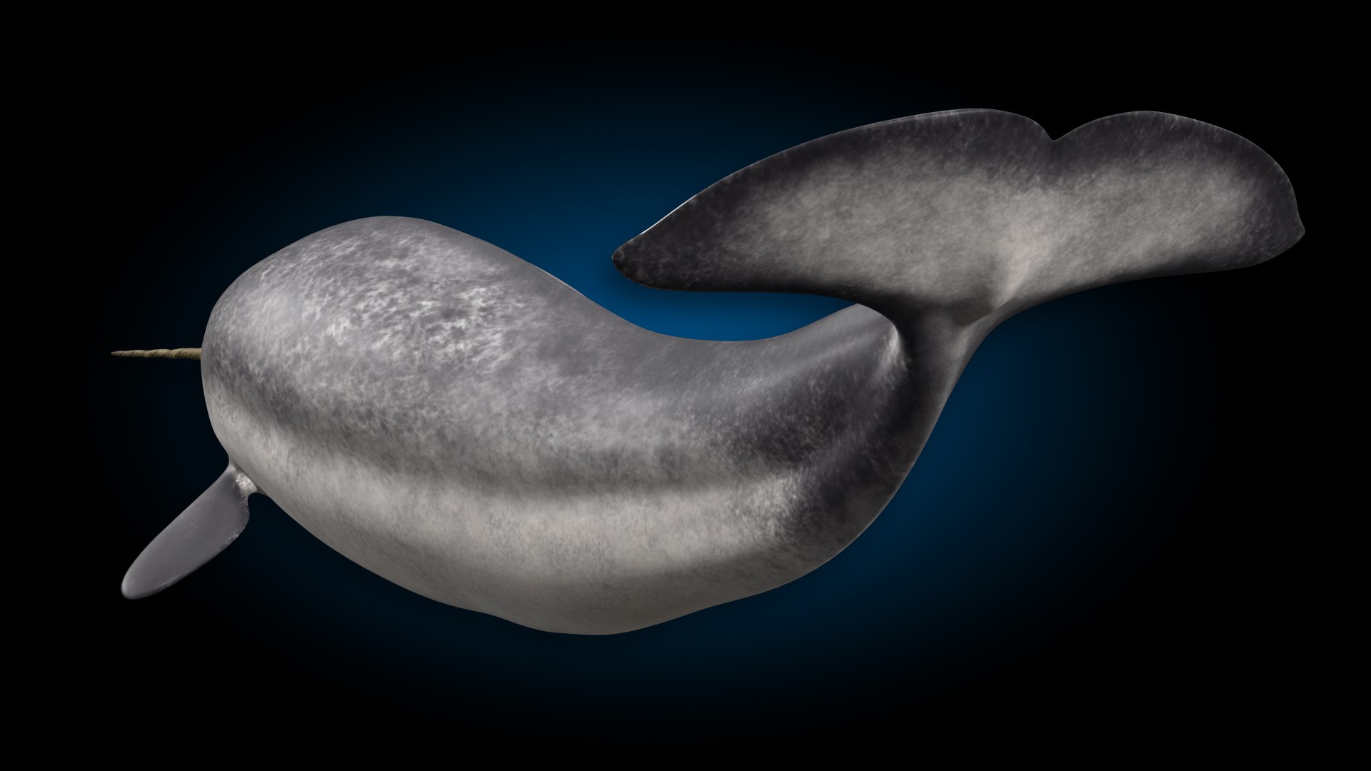 Narwhal 3D model - TurboSquid 2175906