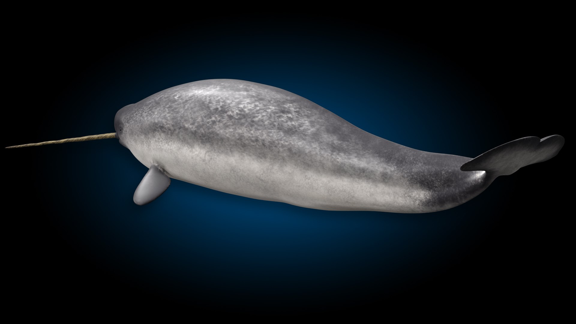 Narwhal 3D model - TurboSquid 2175906