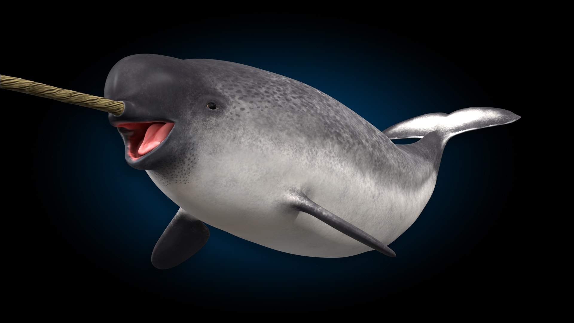 Narwhal 3D model - TurboSquid 2175906