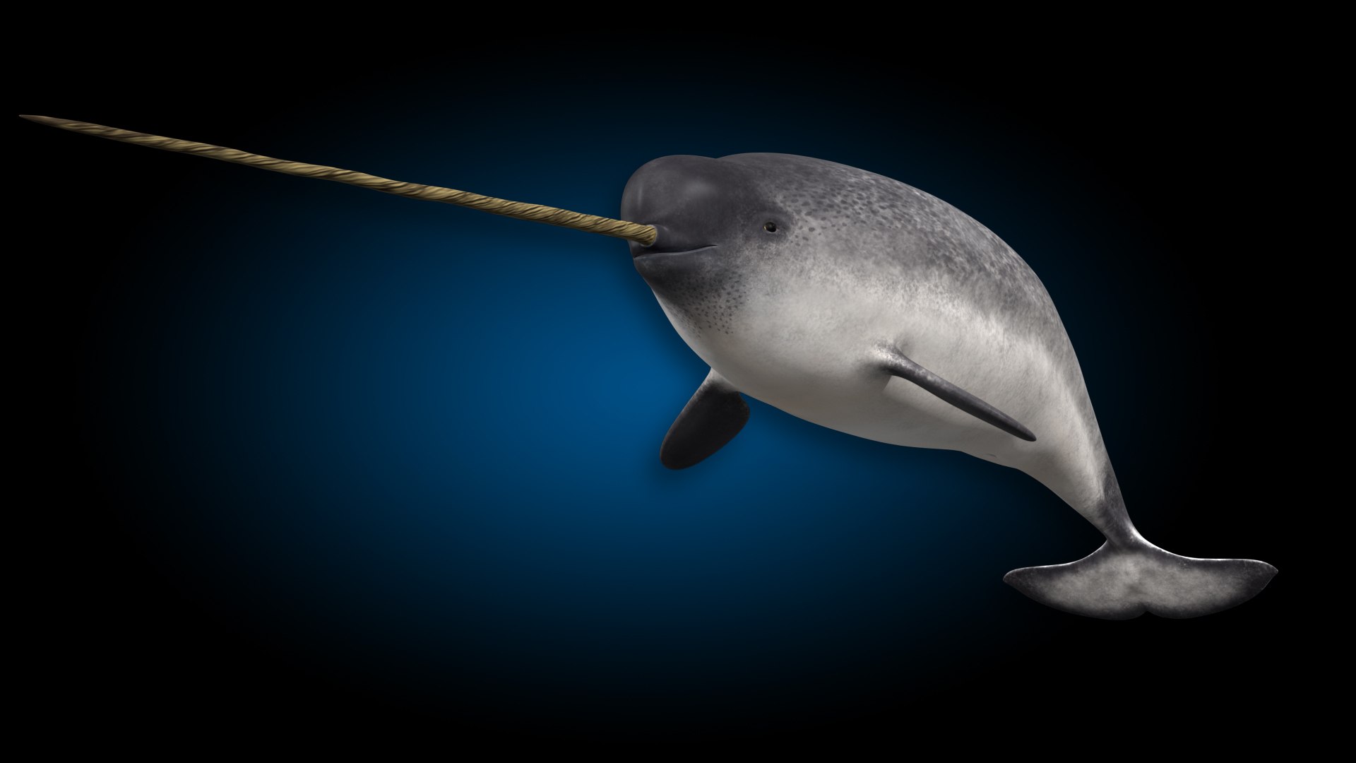 Narwhal 3D model - TurboSquid 2175906