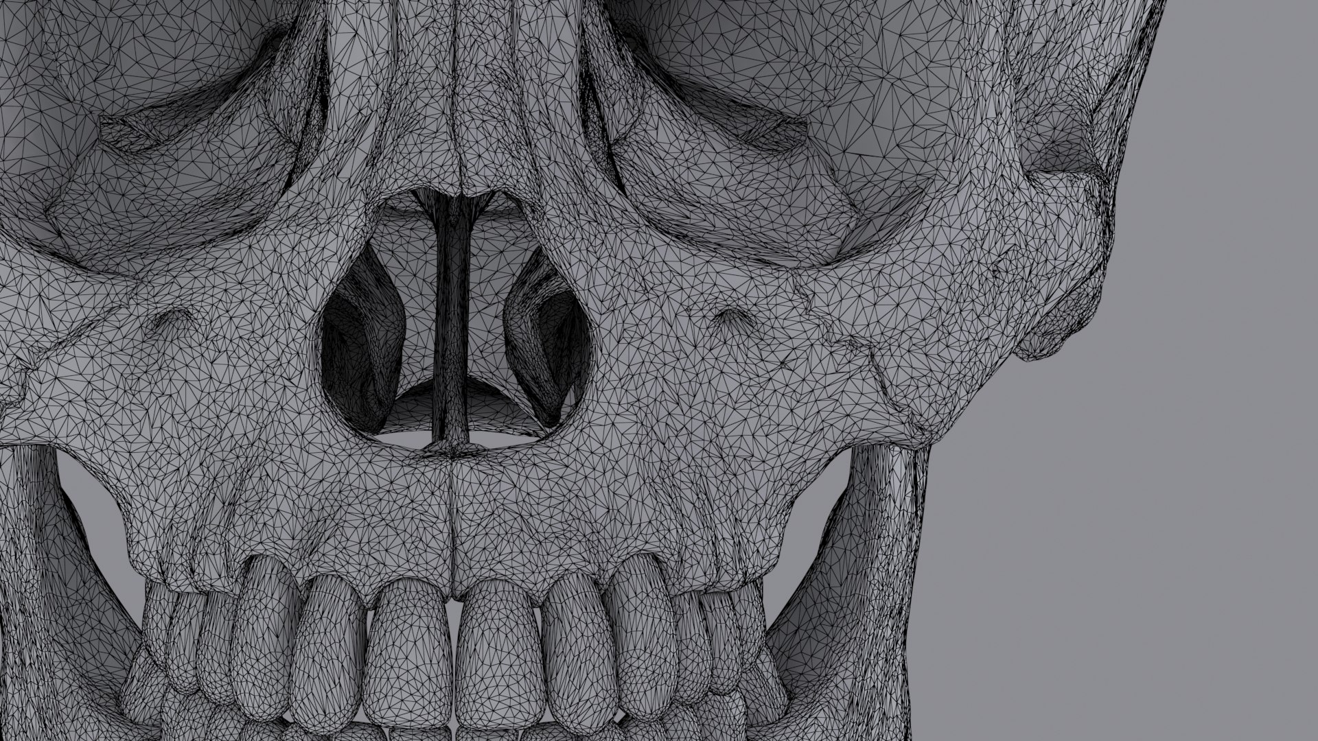 Anatomically Correct Human Skull 3D Model - TurboSquid 2069599