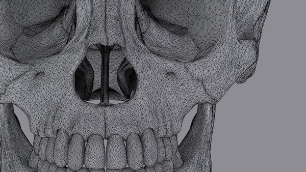 modelo 3d Anatomically correct human skull - TurboSquid 2069599