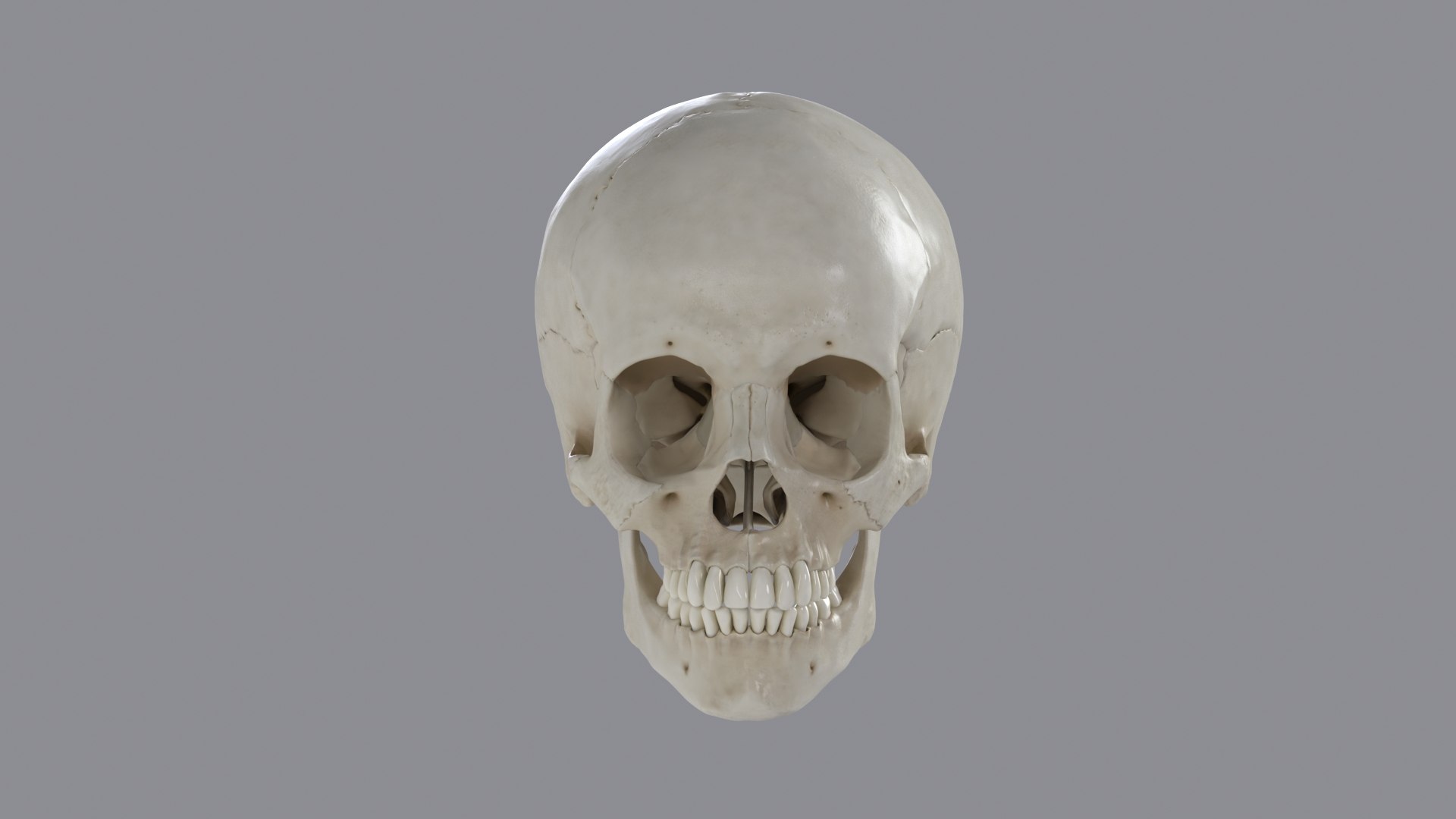 Anatomically Correct Human Skull 3D Model - TurboSquid 2069599