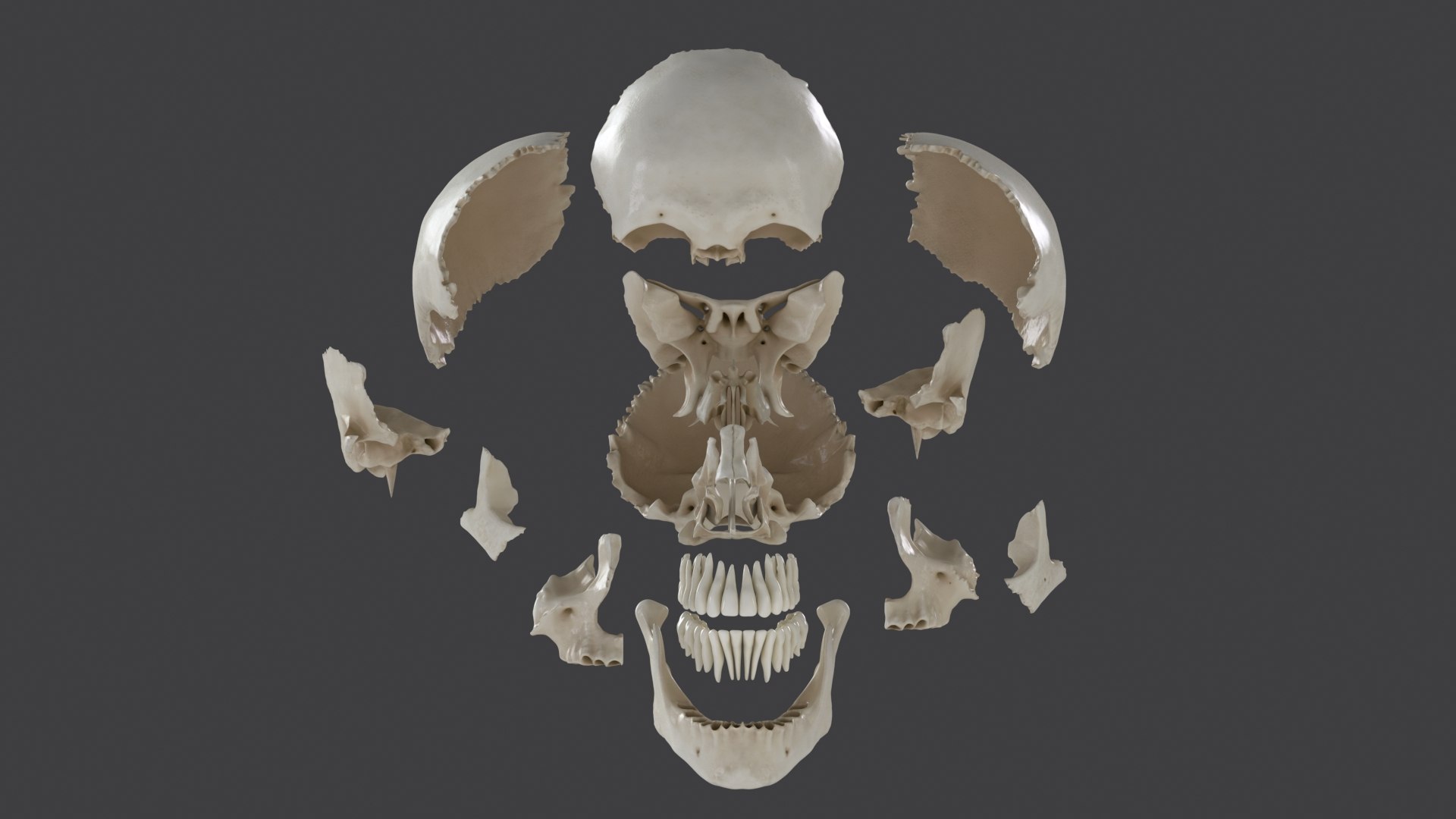 Anatomically Correct Human Skull 3D Model - TurboSquid 2069599