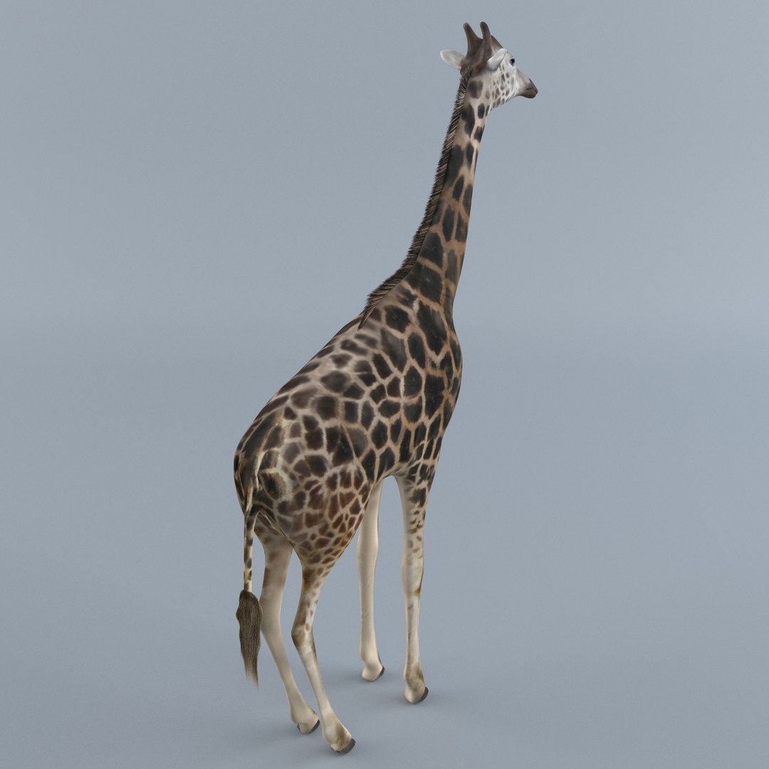 Giraffe 3d Model