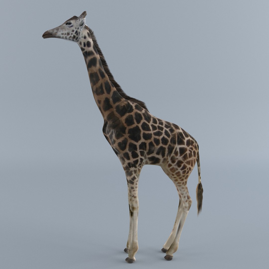 Giraffe 3d Model