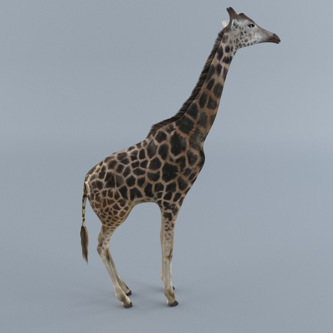 Giraffe 3d Model