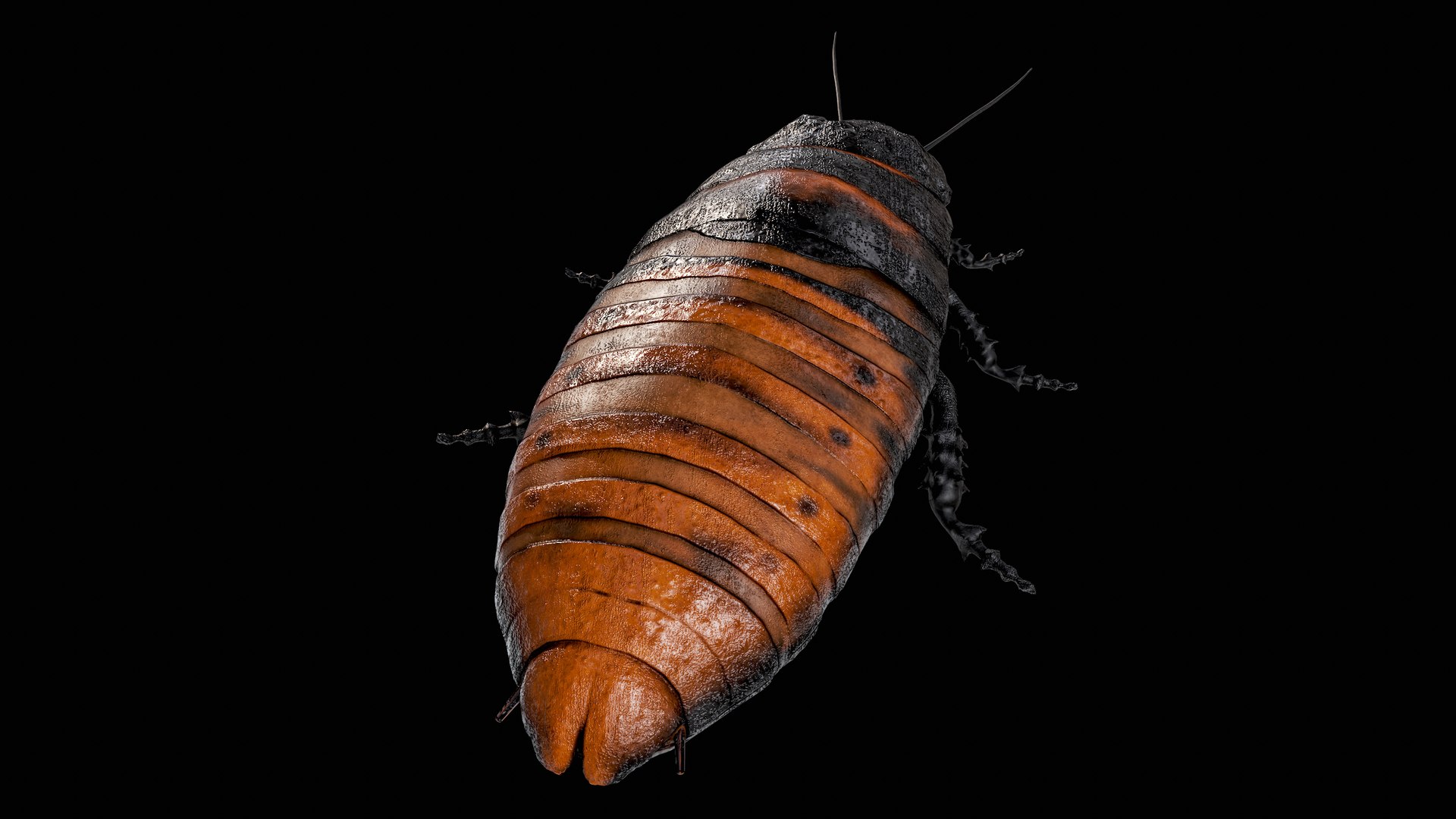 Madagascar Hissing Cockroach PBR 3D - TurboSquid 2151251