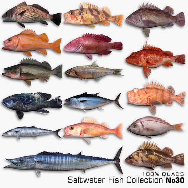 Saltwater Fish Collection 30 model - TurboSquid 1837921