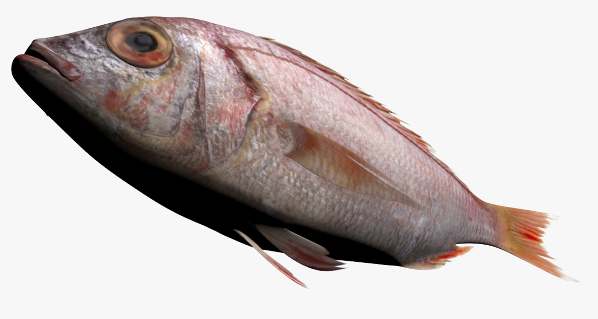 Saltwater Fish Collection 30 Model - TurboSquid 1837921