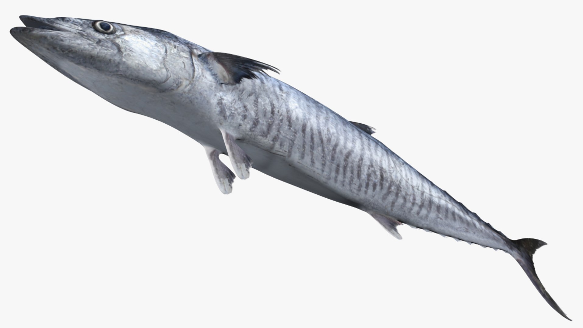 Saltwater Fish Collection 30 Model - TurboSquid 1837921