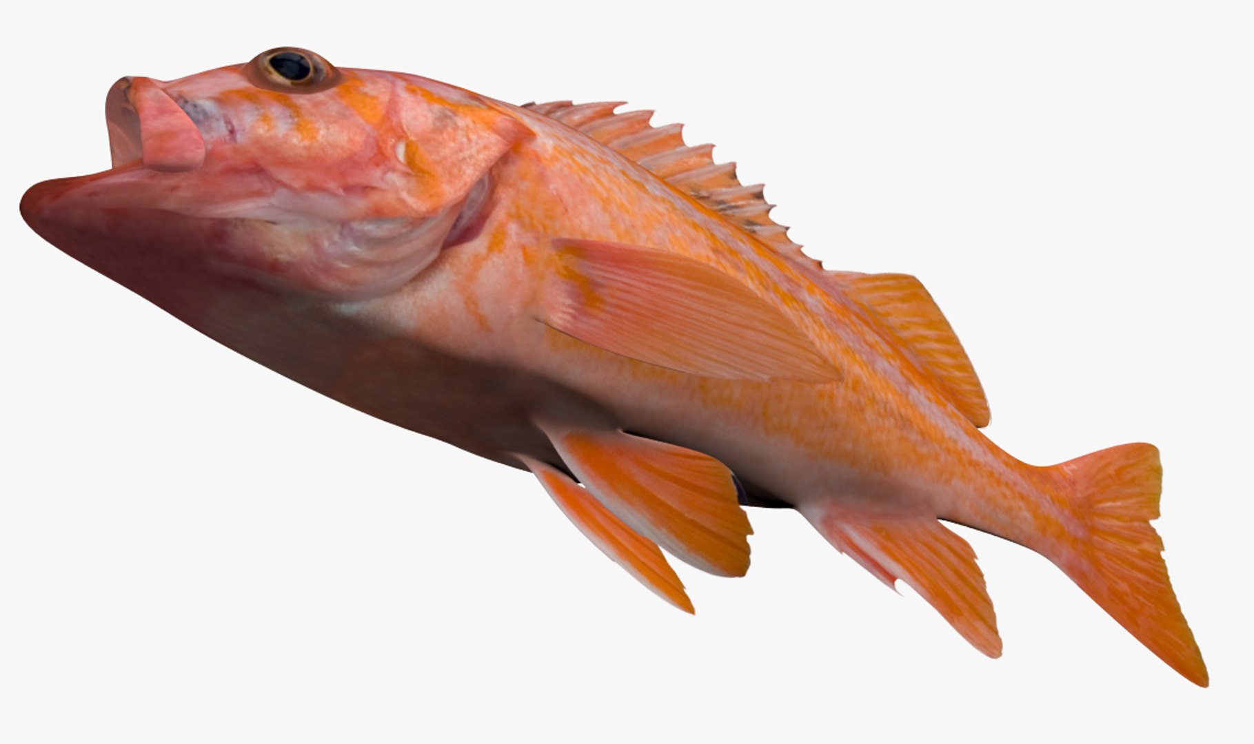 Saltwater Fish Collection 30 Model - TurboSquid 1837921