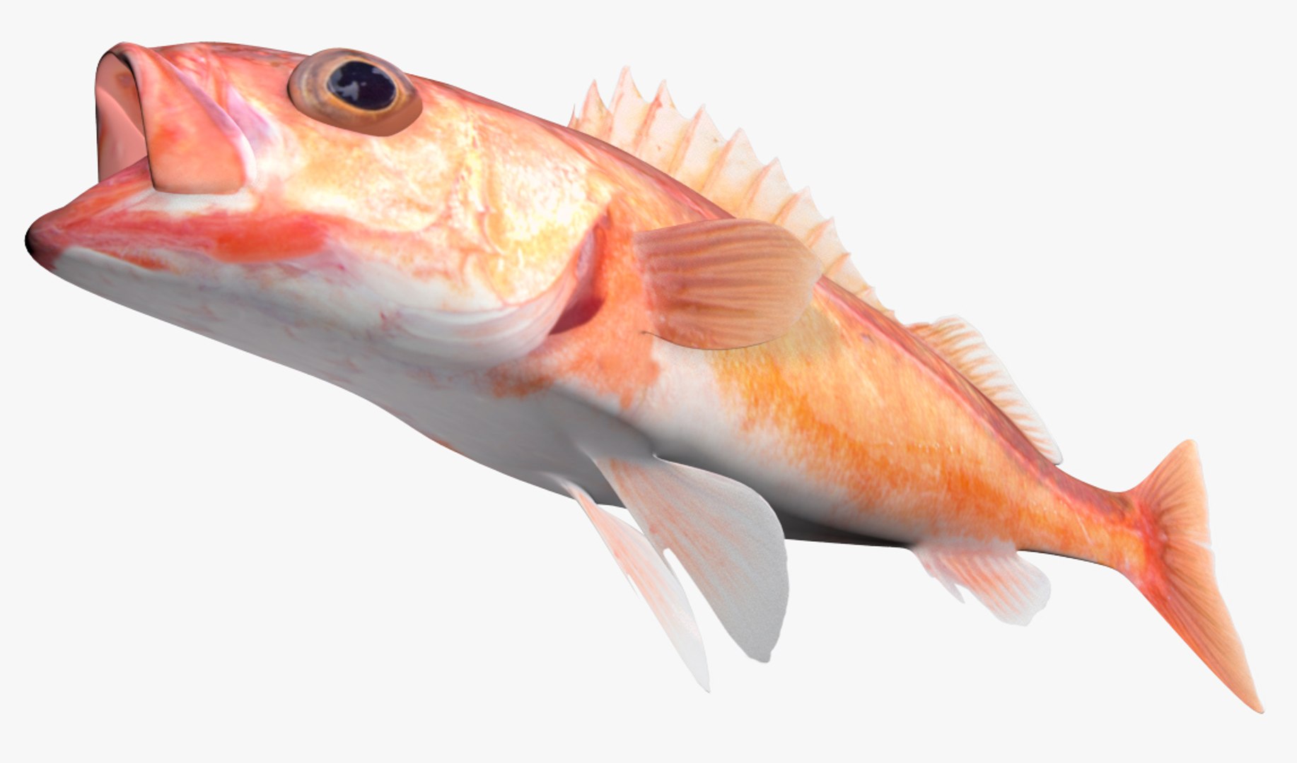 Saltwater Fish Collection 30 Model - TurboSquid 1837921