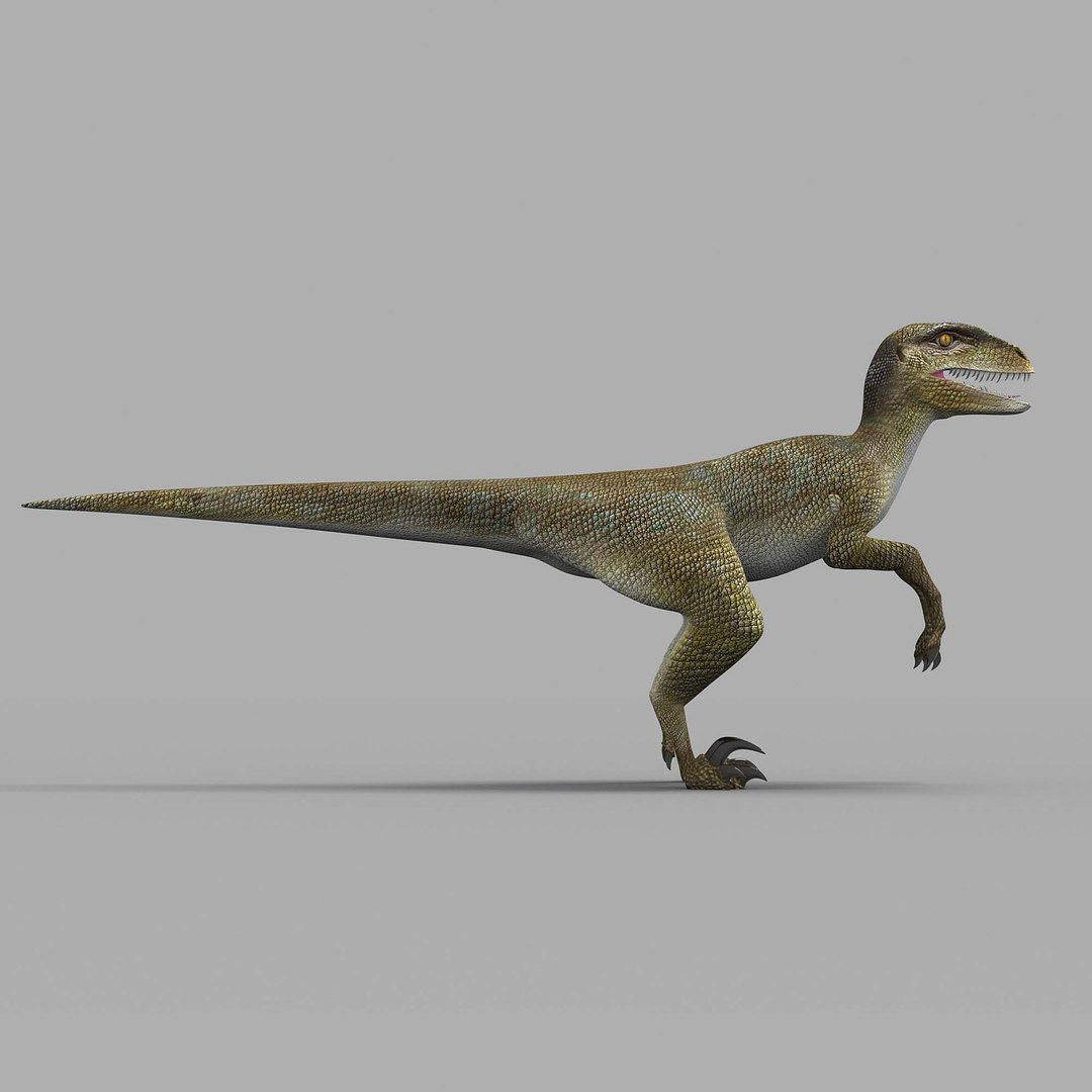 3D RAPTOR 3d - TurboSquid 2328945