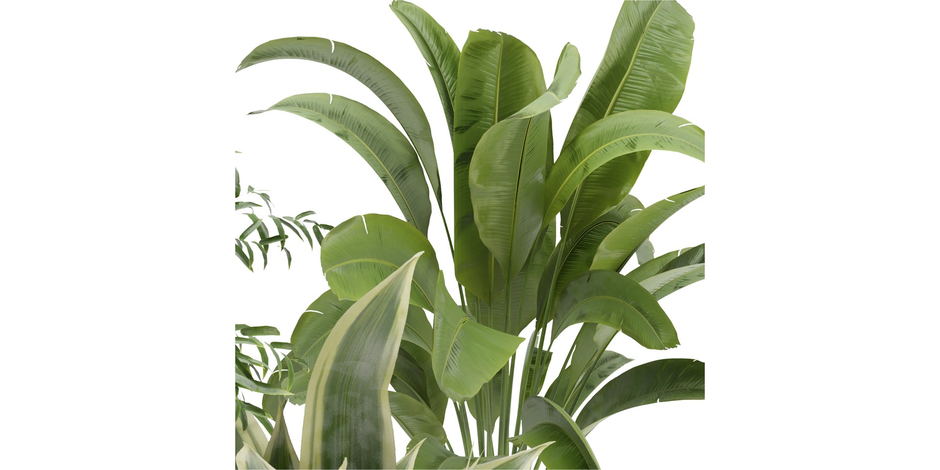 3D Model Collection Plant Vol 353 - Blender Model - TurboSquid 2094281