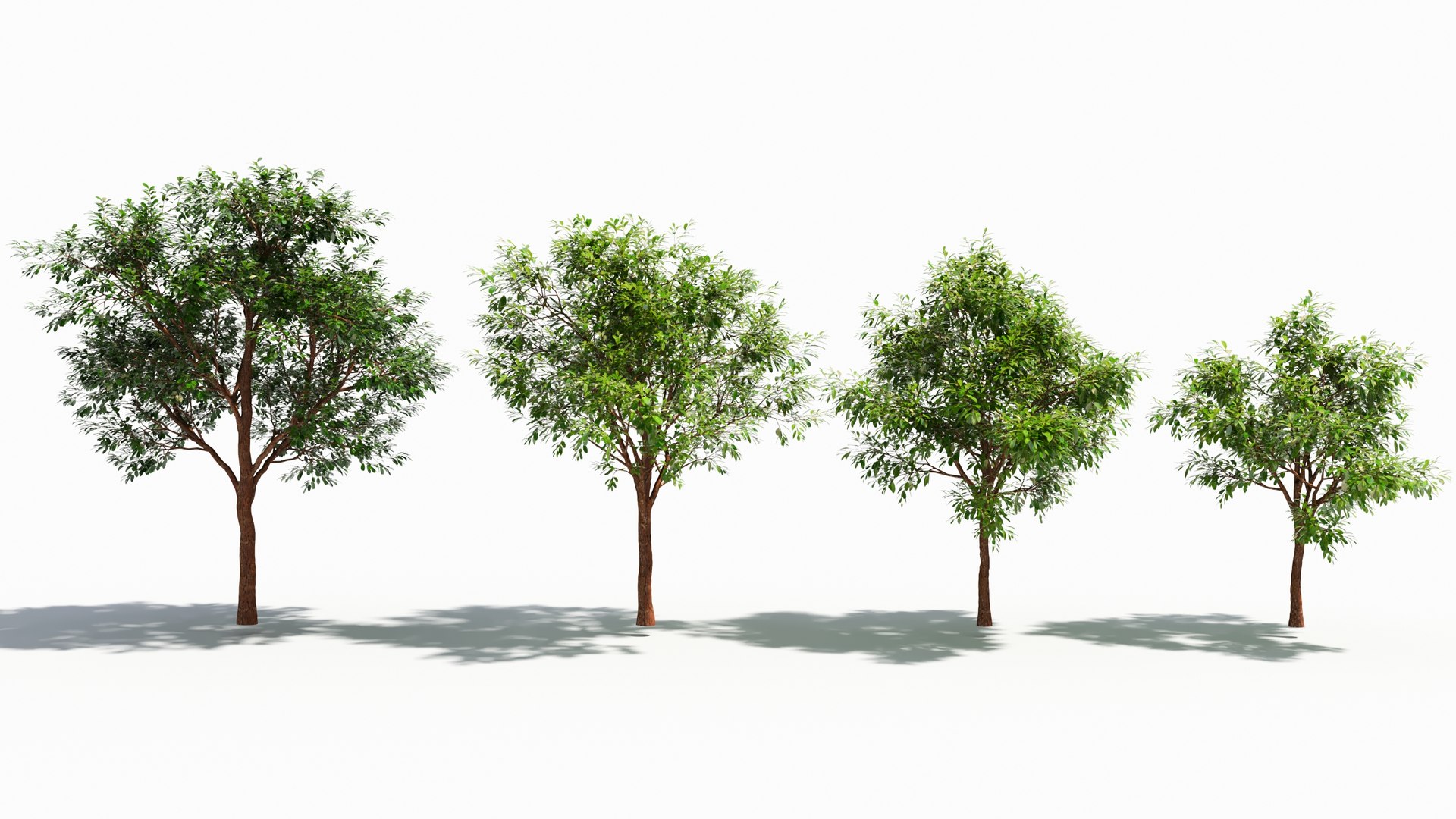 3D Model Arbutus Tree - TurboSquid 2015136