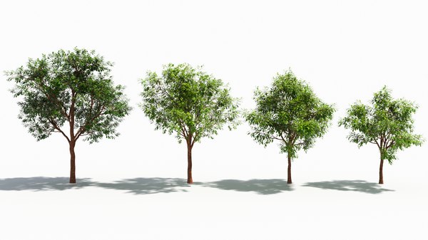 modelo 3d Arbutus tree - TurboSquid 2015136