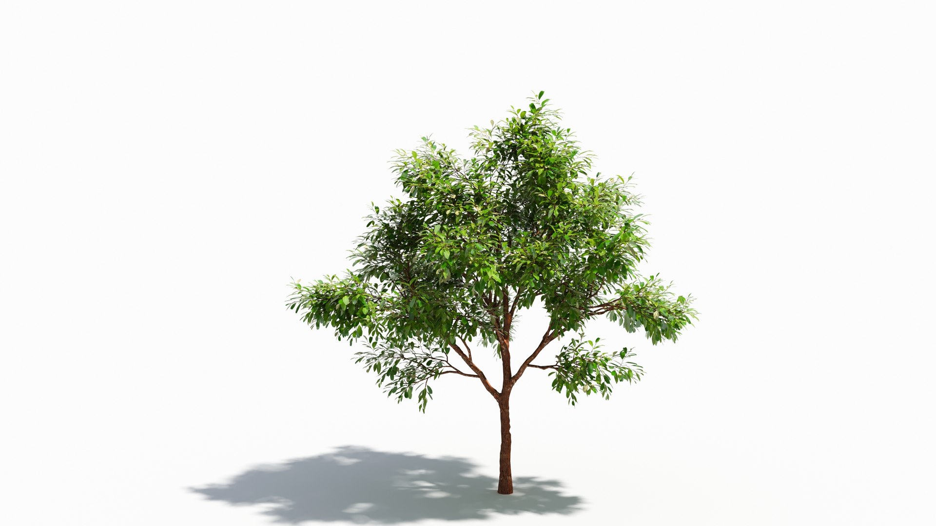 3D Model Arbutus Tree - TurboSquid 2015136