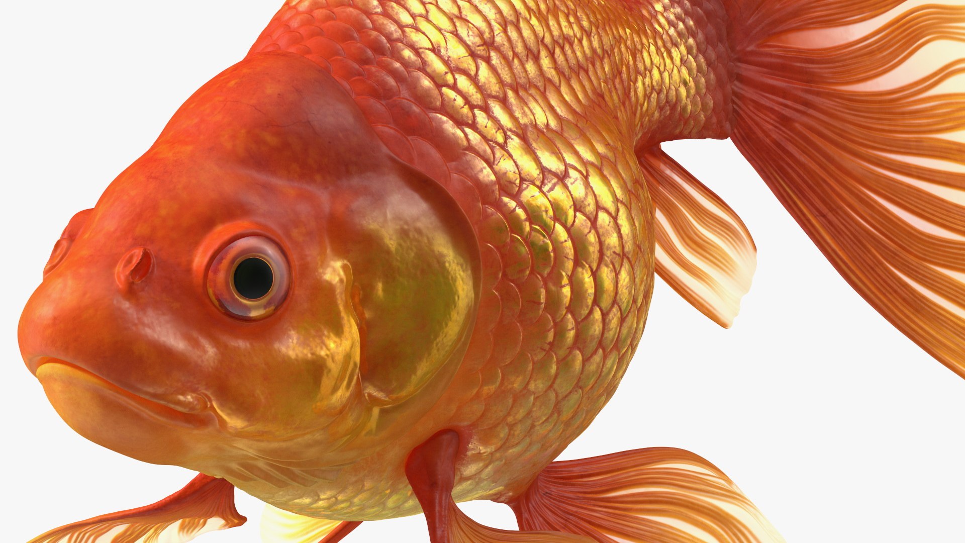 Orange Fancy Fantail Goldfish Swimming Pose 3D model - TurboSquid 1765456