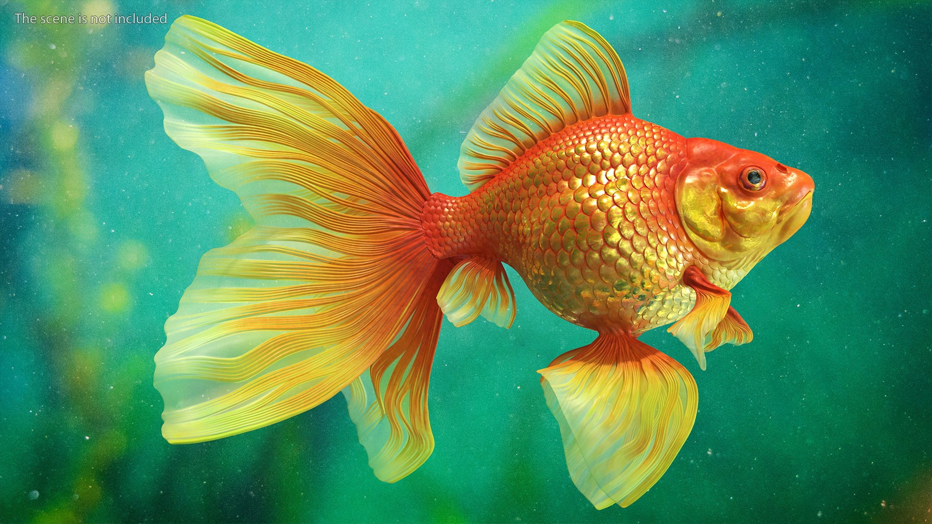 Orange Fancy Fantail Goldfish Swimming Pose 3D model - TurboSquid 1765456