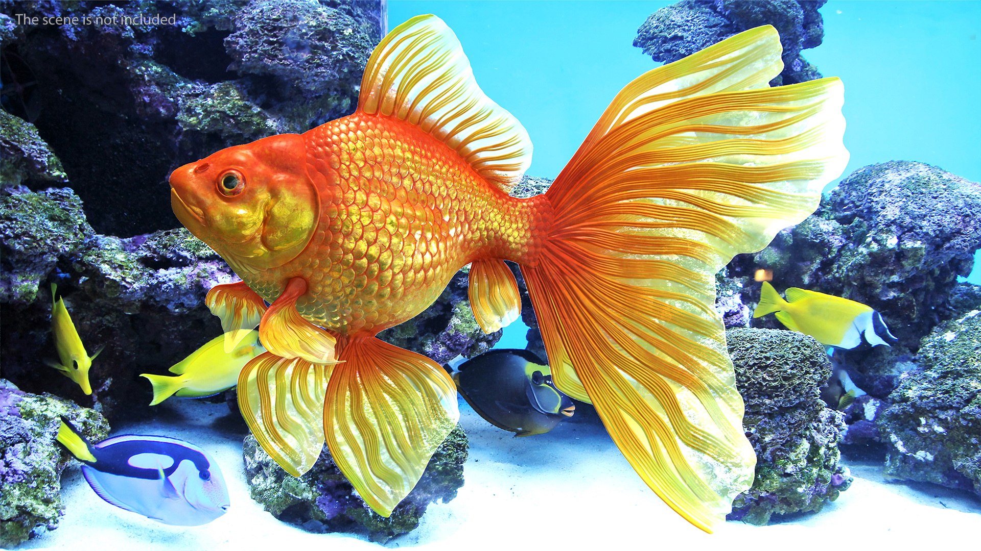 Orange Fancy Fantail Goldfish Swimming Pose 3D model - TurboSquid 1765456