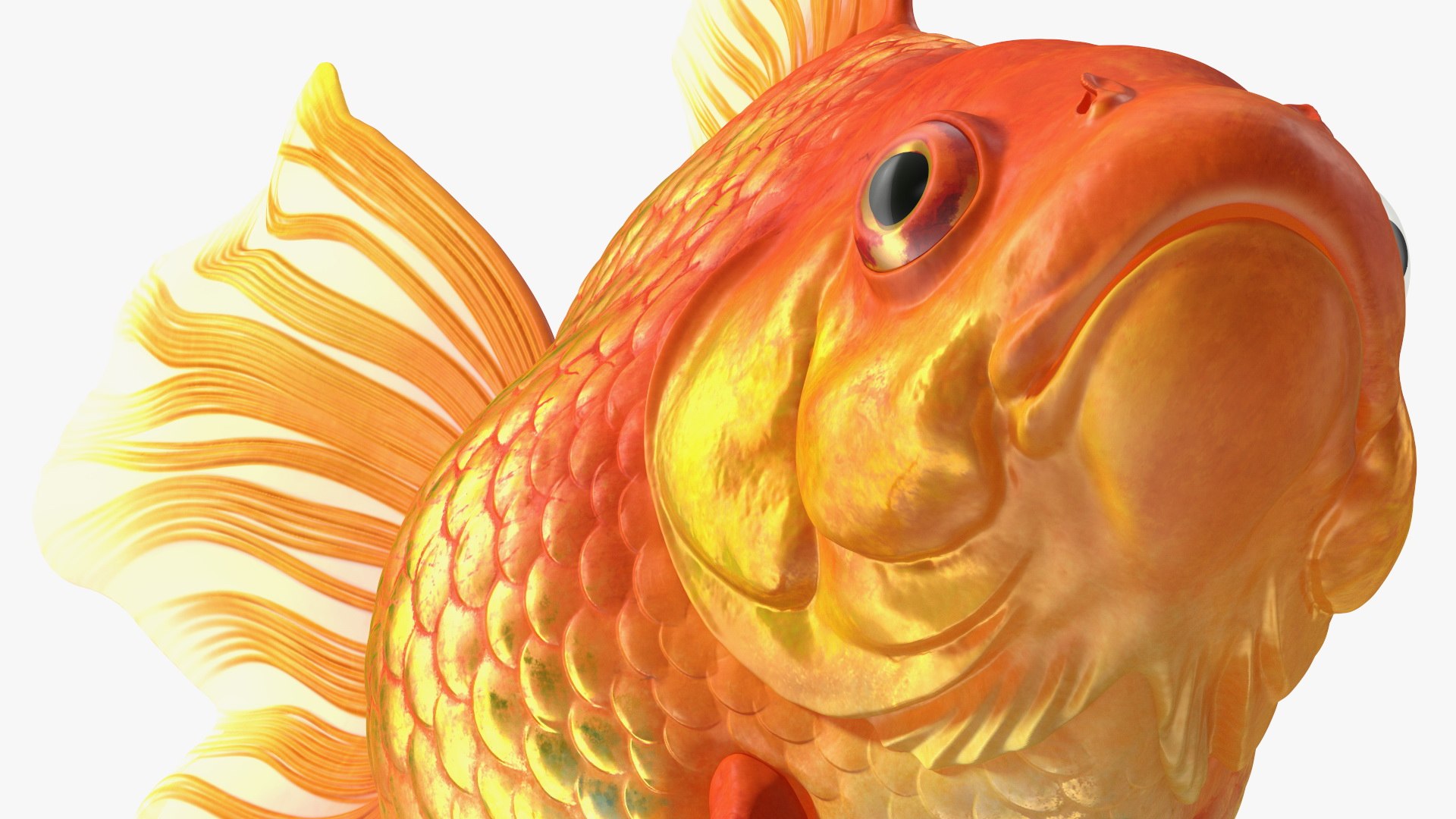 Orange Fancy Fantail Goldfish Swimming Pose 3D model - TurboSquid 1765456