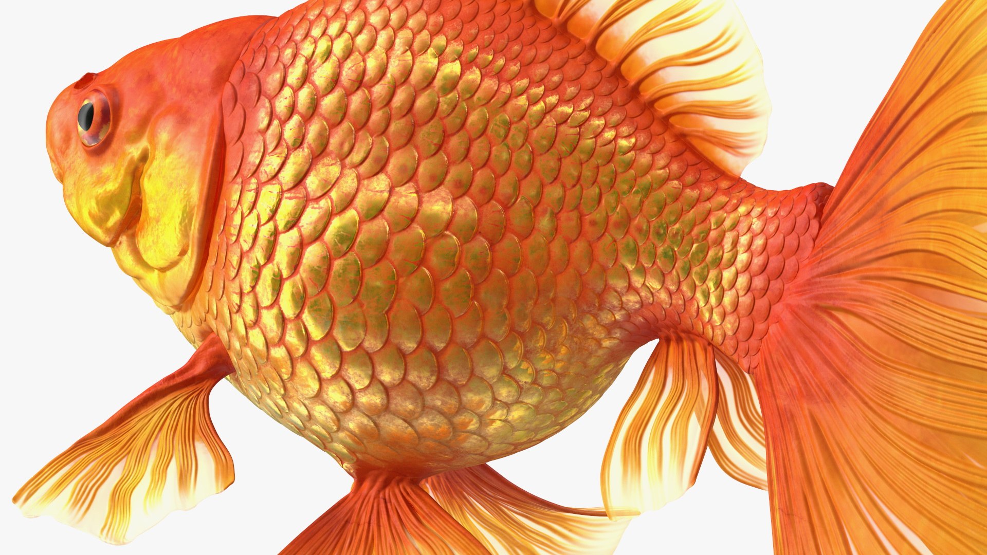 Orange Fancy Fantail Goldfish Swimming Pose 3D model - TurboSquid 1765456