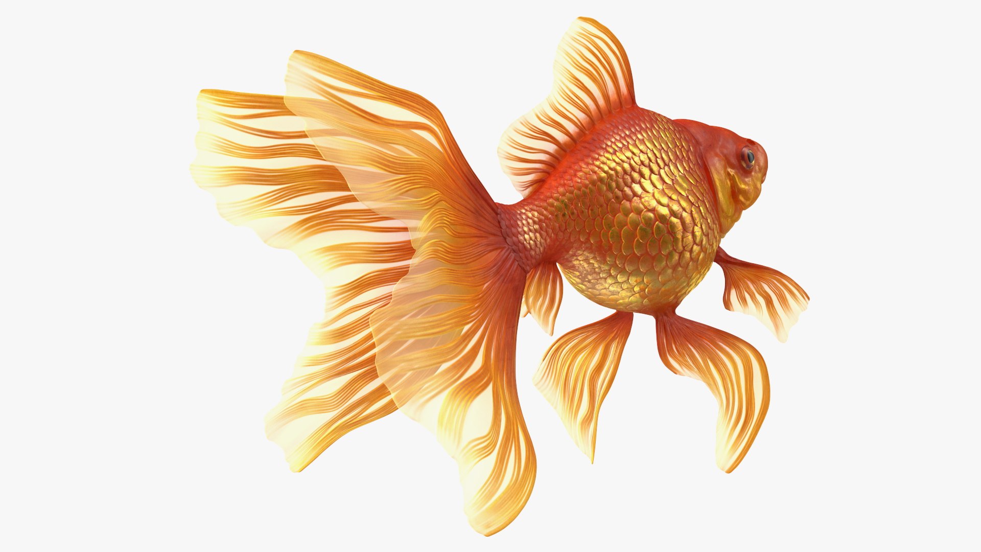 Orange Fancy Fantail Goldfish Swimming Pose 3D model - TurboSquid 1765456
