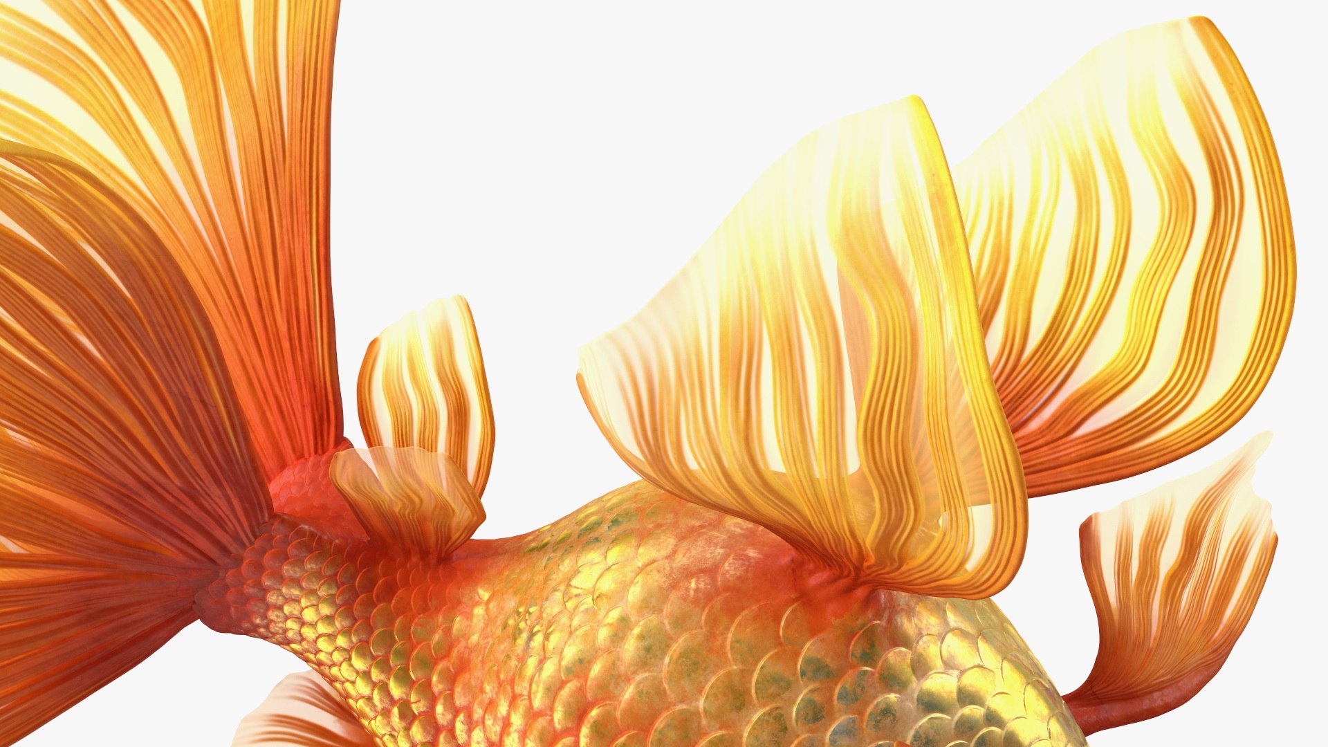 Orange Fancy Fantail Goldfish Swimming Pose 3D model - TurboSquid 1765456