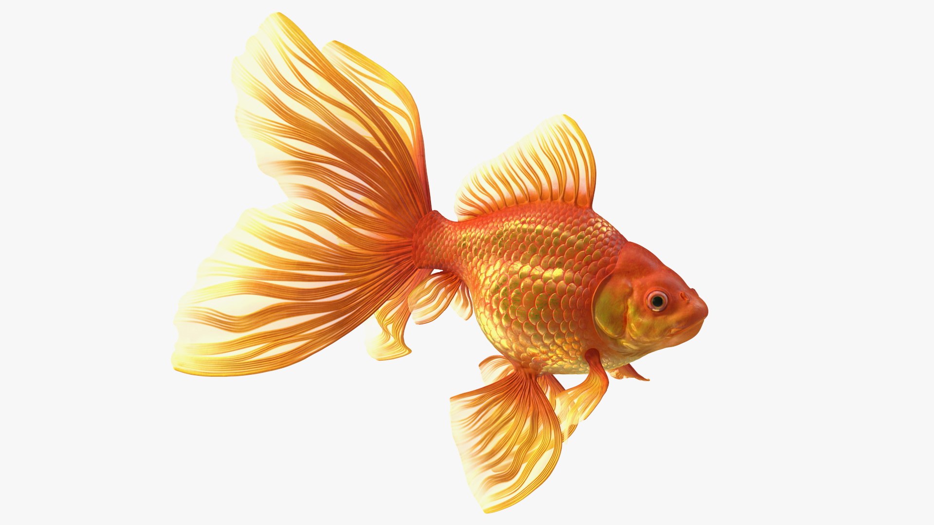 Orange Fancy Fantail Goldfish Swimming Pose 3D model - TurboSquid 1765456