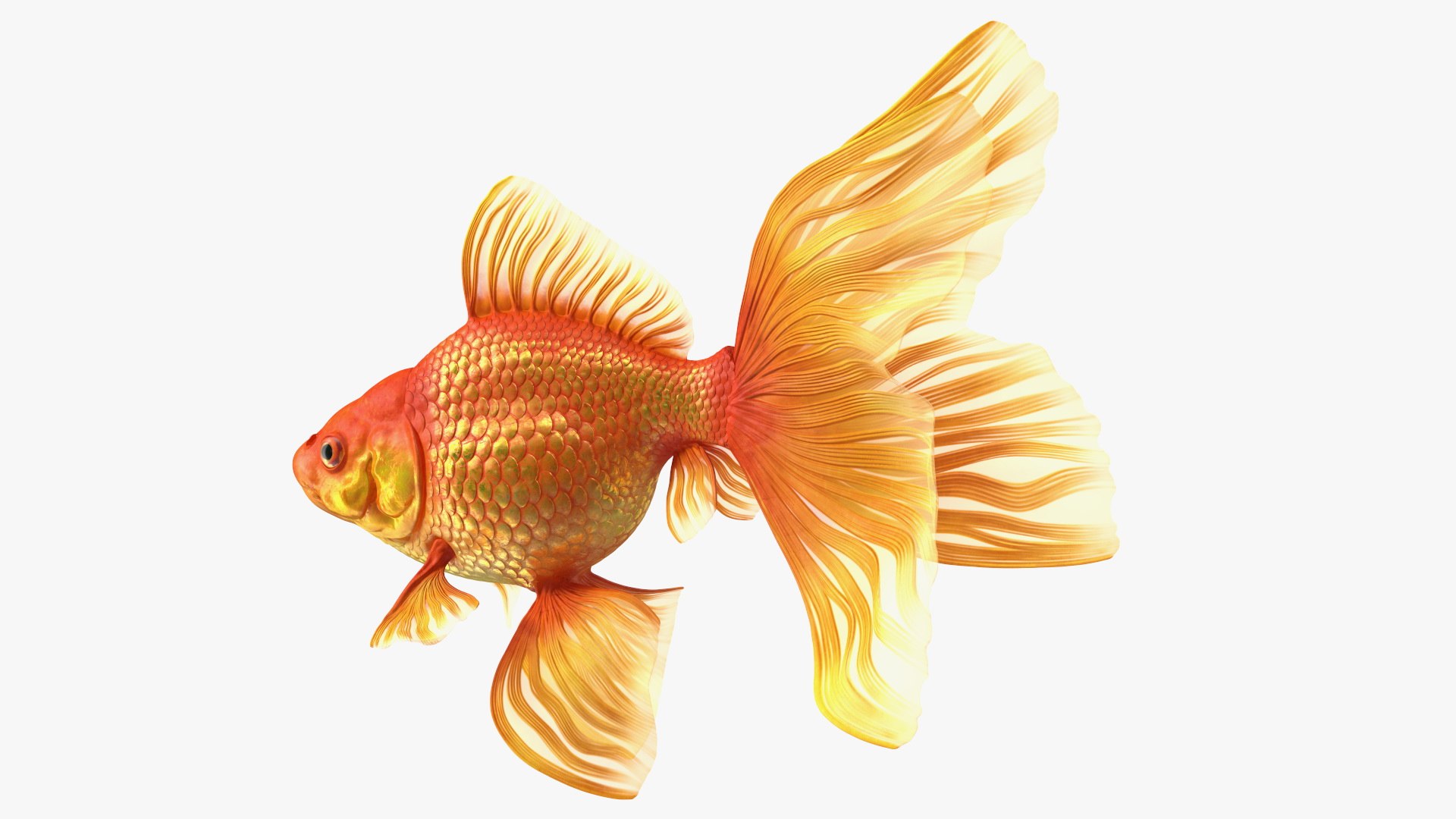 Orange Fancy Fantail Goldfish Swimming Pose 3D model - TurboSquid 1765456