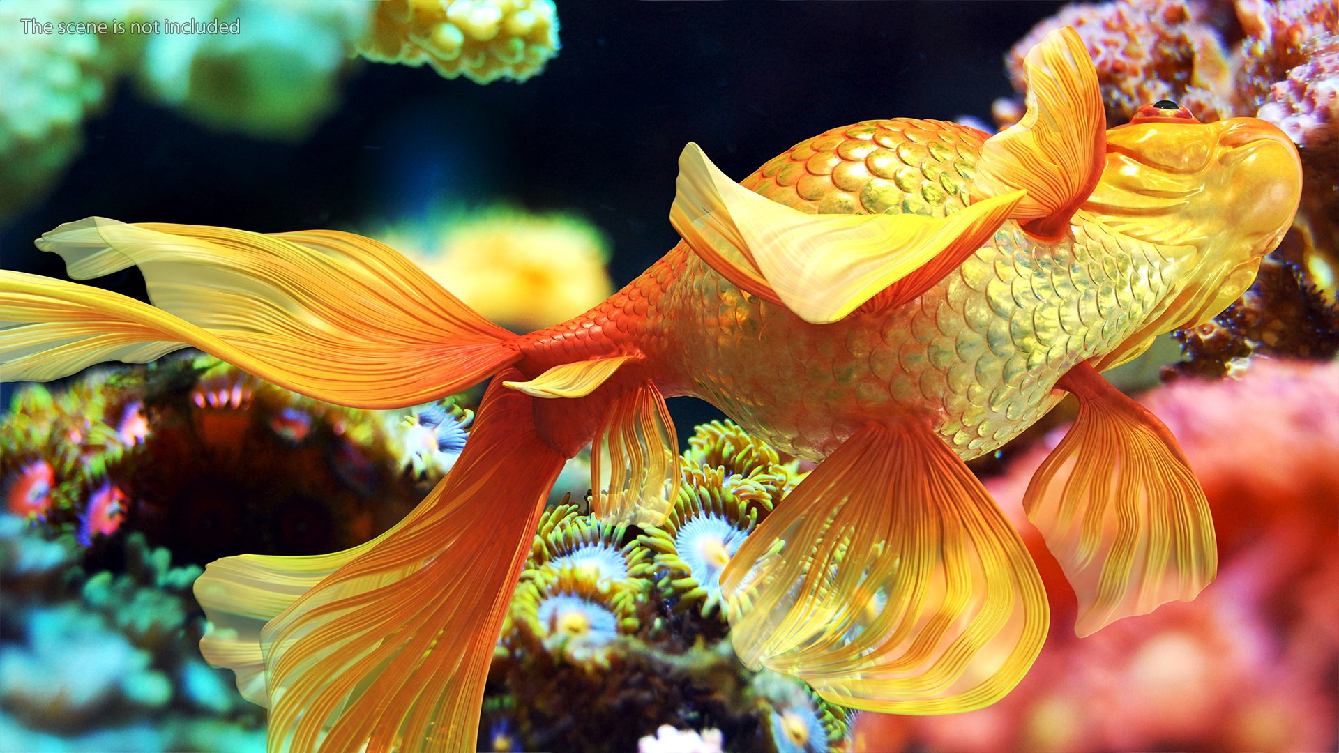 Orange Fancy Fantail Goldfish Swimming Pose 3D model - TurboSquid 1765456