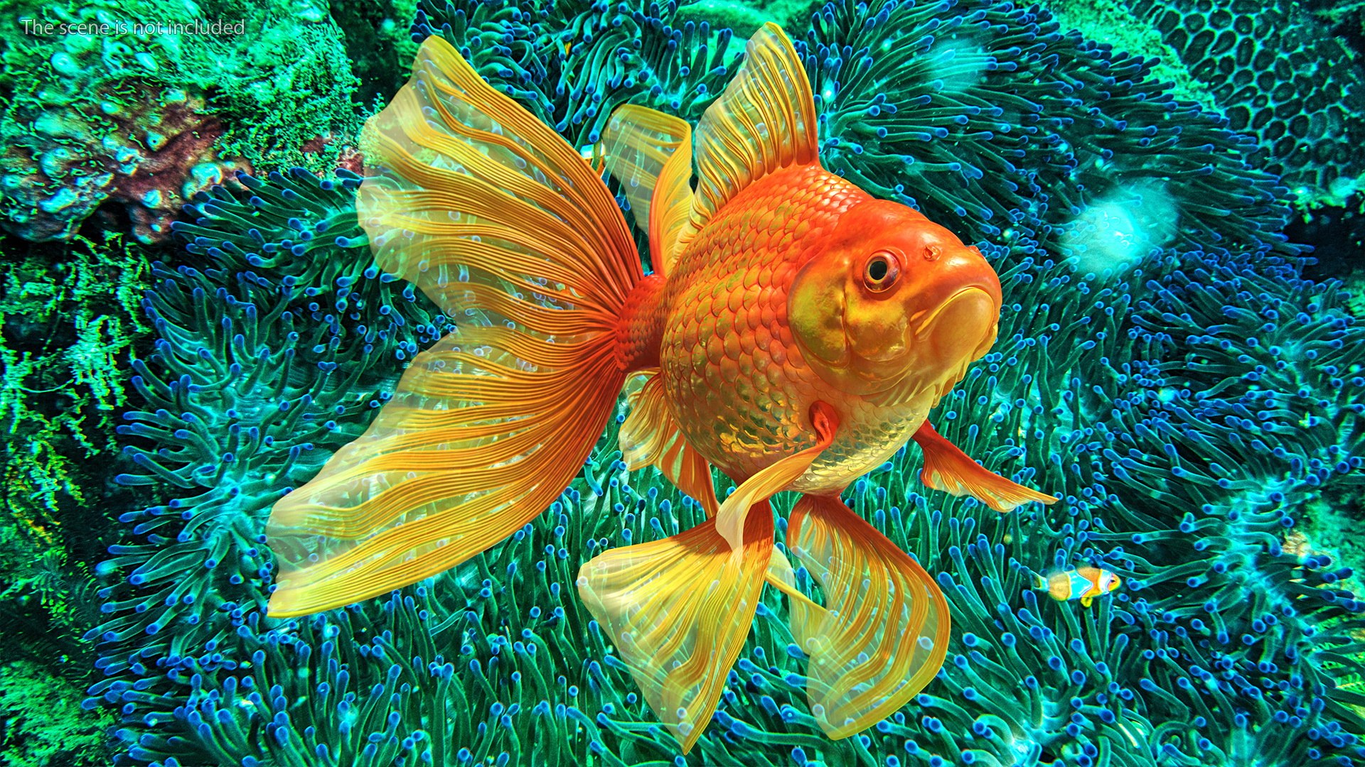 Orange Fancy Fantail Goldfish Swimming Pose 3D model - TurboSquid 1765456